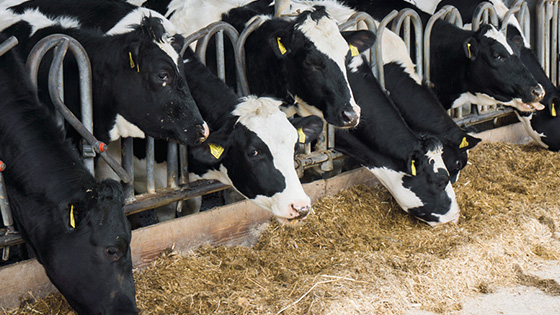 Barentz US | Operating Divisions